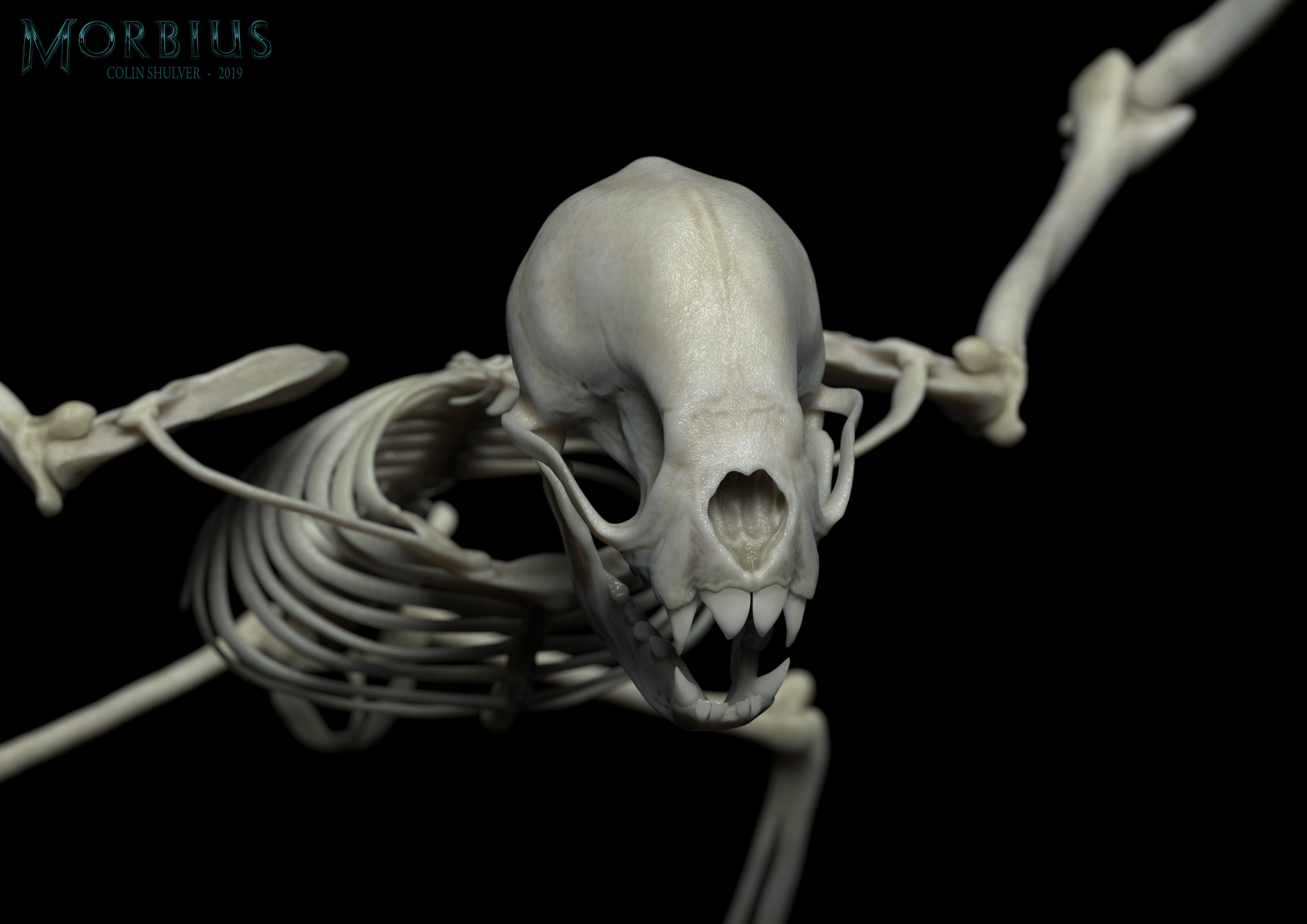 vampire bat skull side view