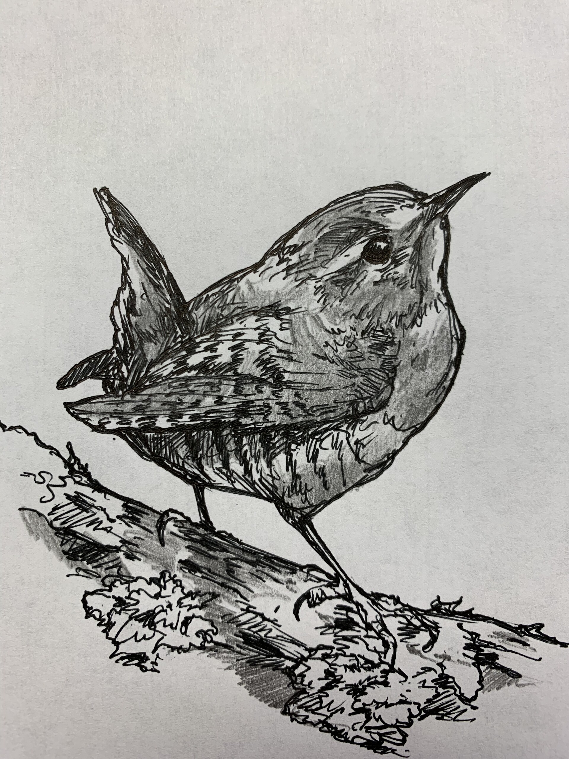 ArtStation - Wren ink w/ pencil