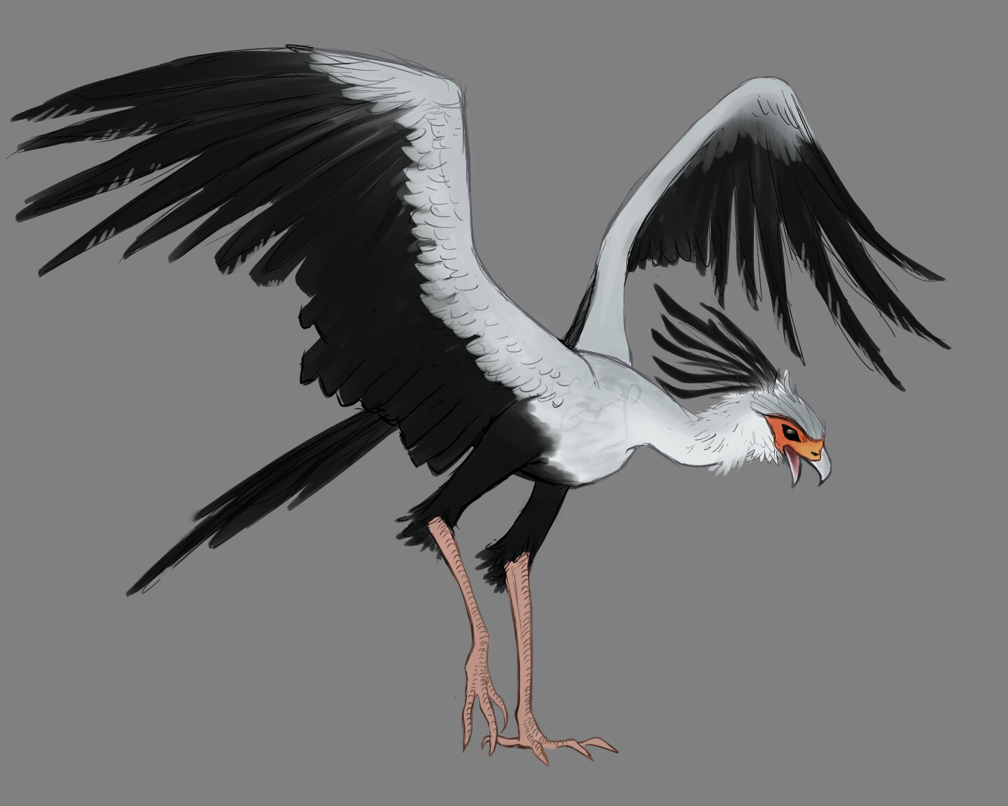 Secretary Bird Drawing