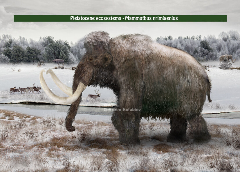 ArtStation - Woolly mammoth - Mammuthus primigenius