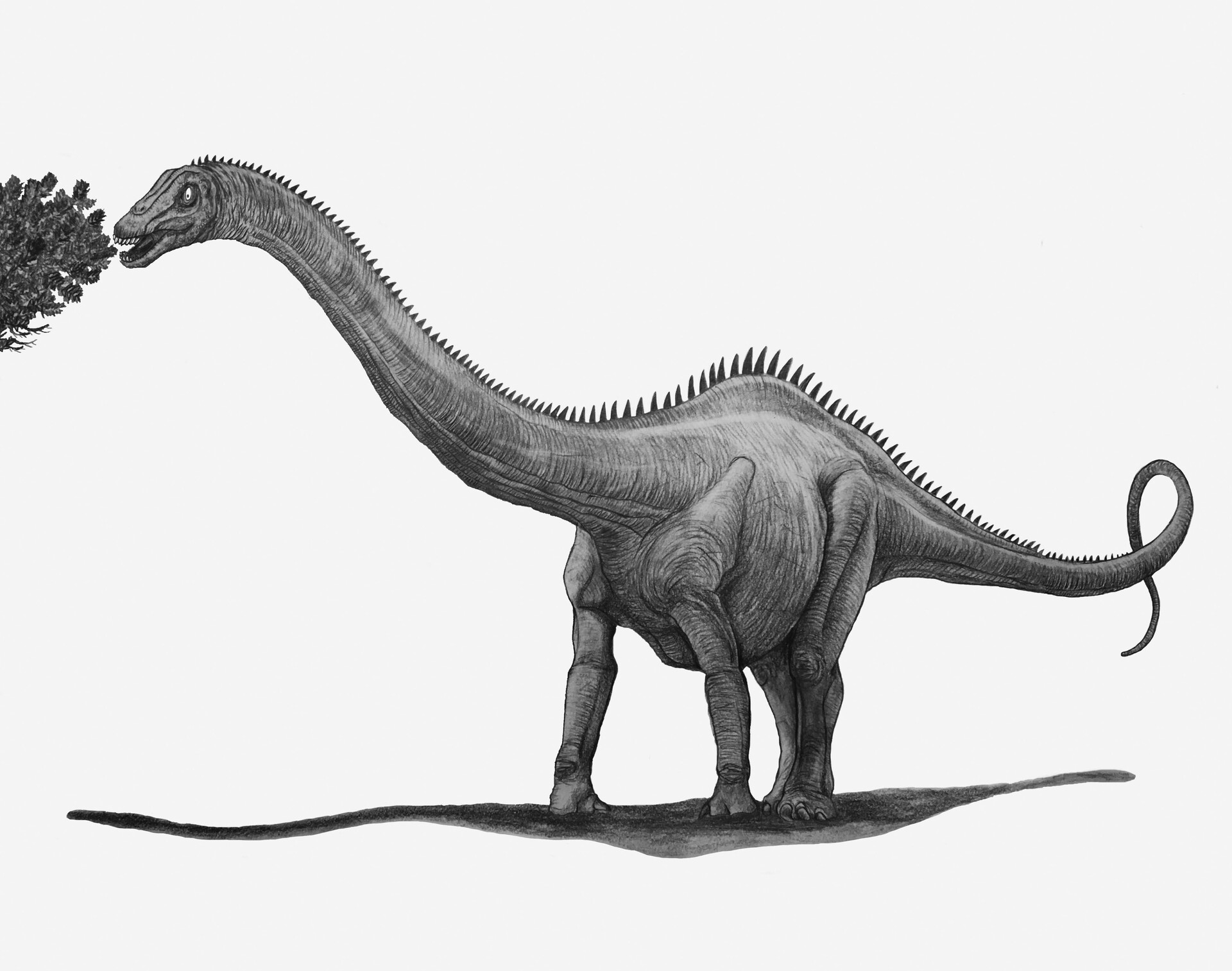 ArtStation - Diplodocus longus