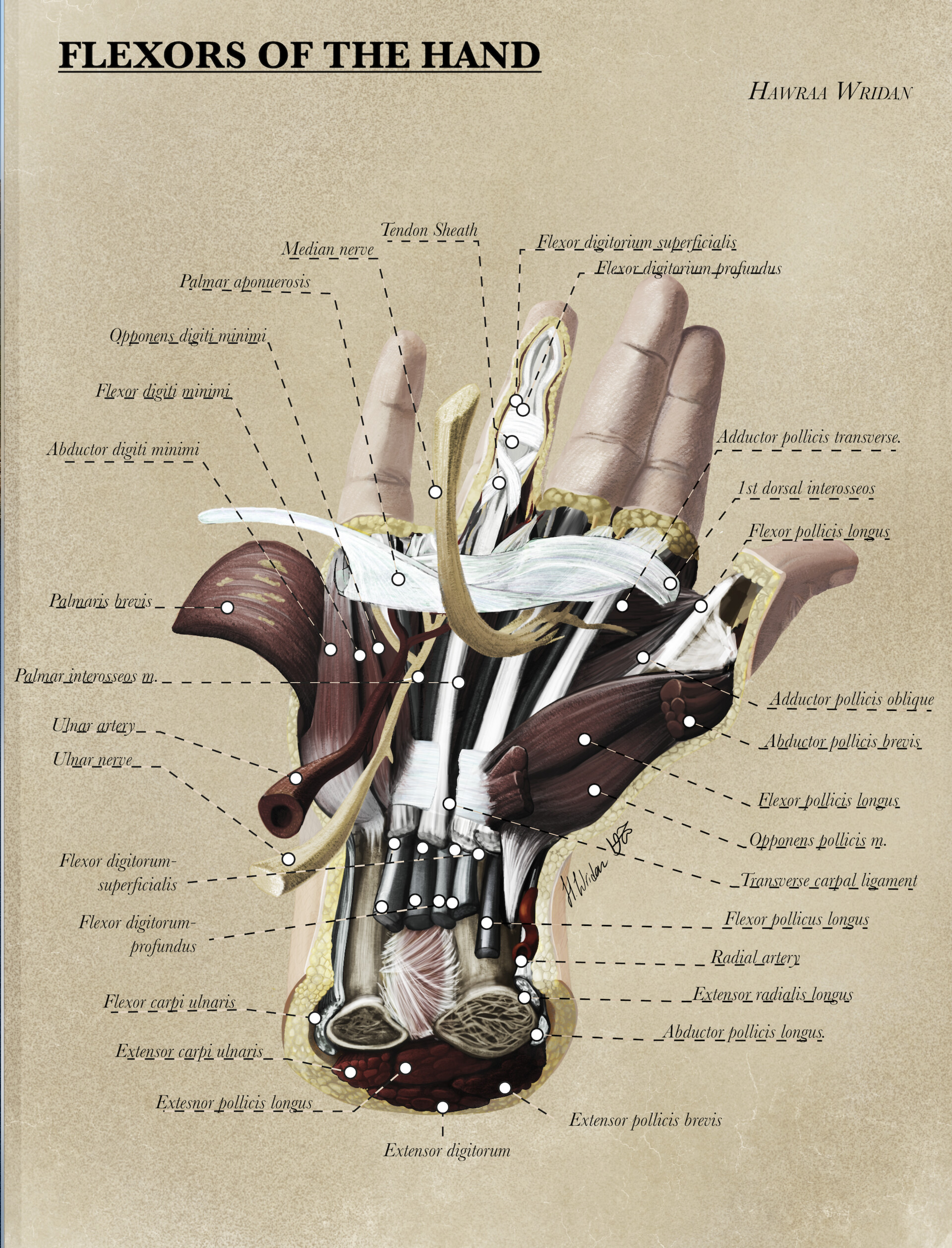 ArtStation - Hand Dissection: Flexors of the Hand