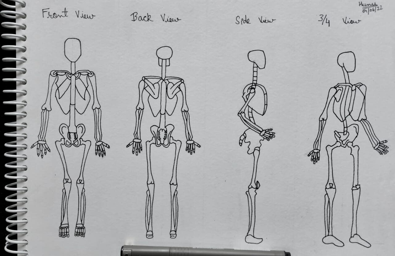 ArtStation - skeleton anatomy