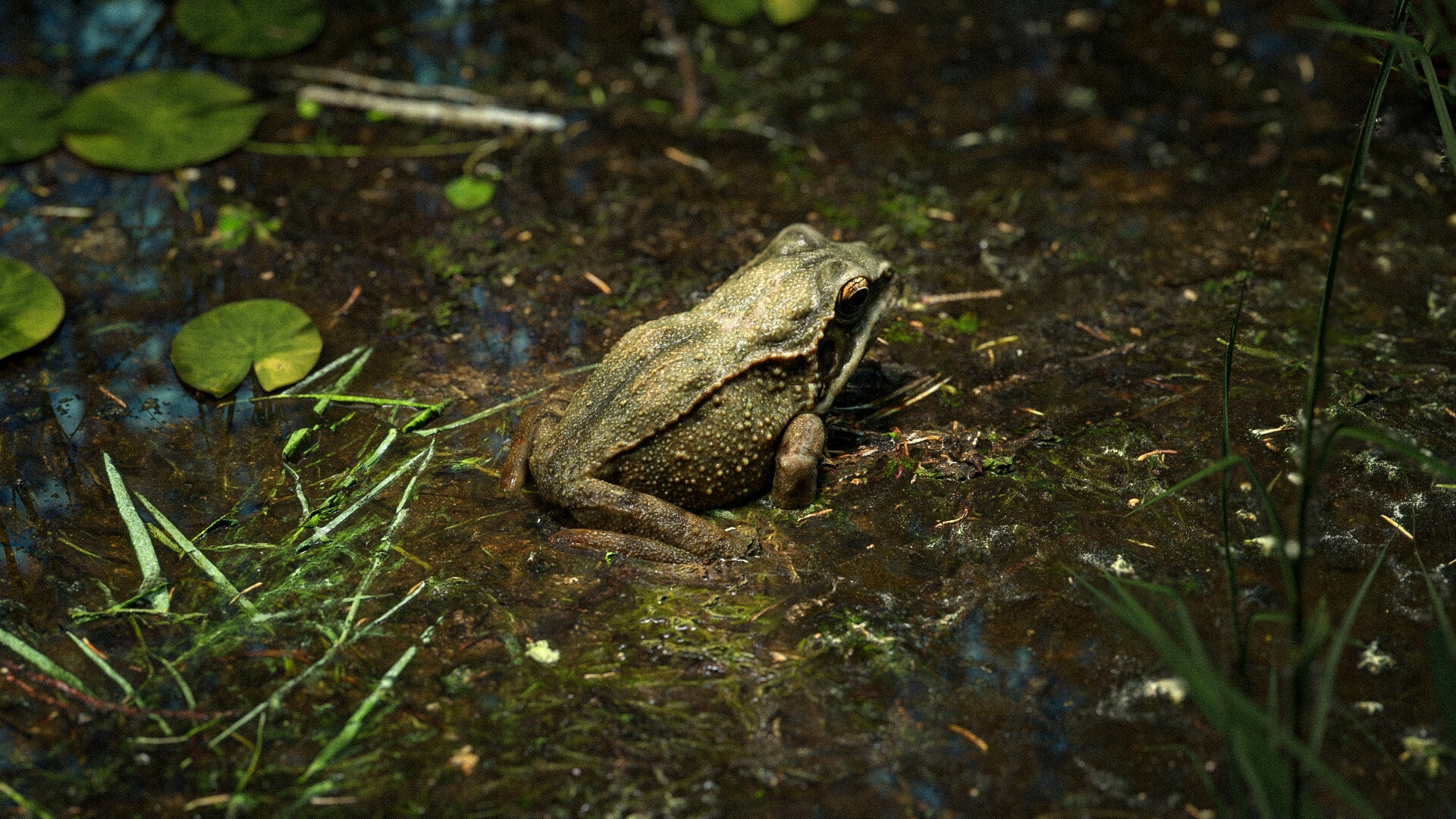 ArtStation - Frog in the swamp