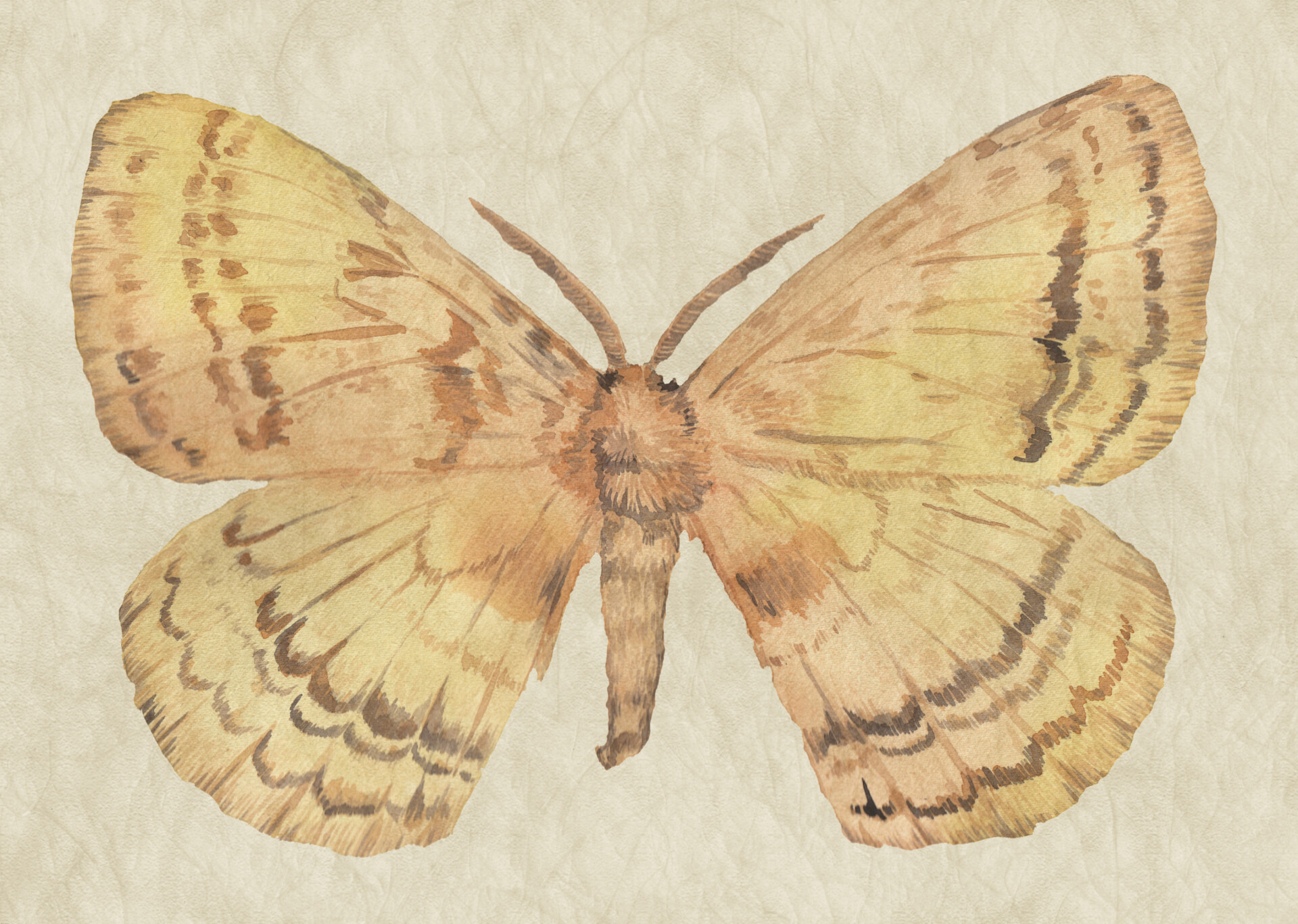 ArtStation - Moth