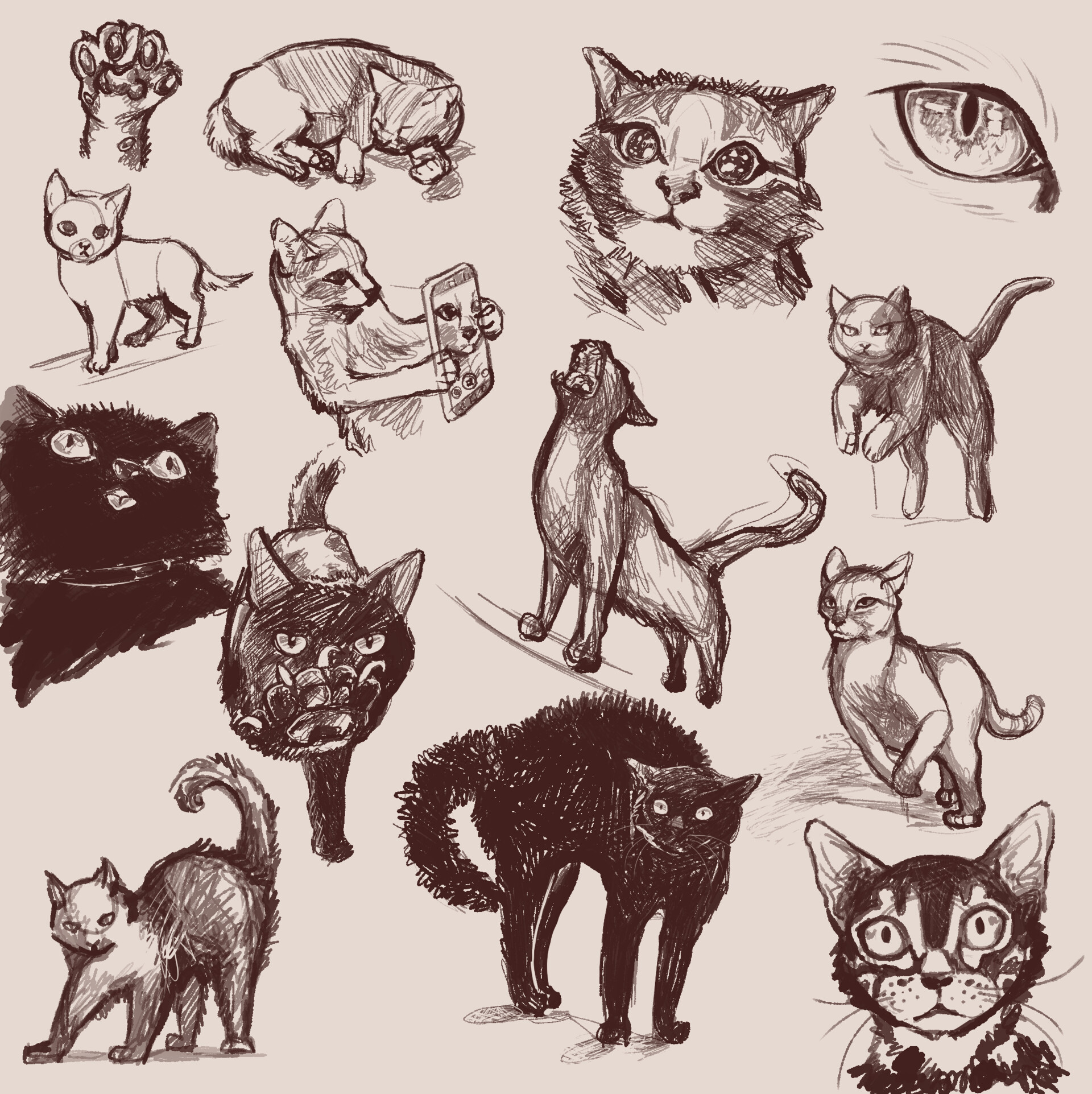 ArtStation - Cat study