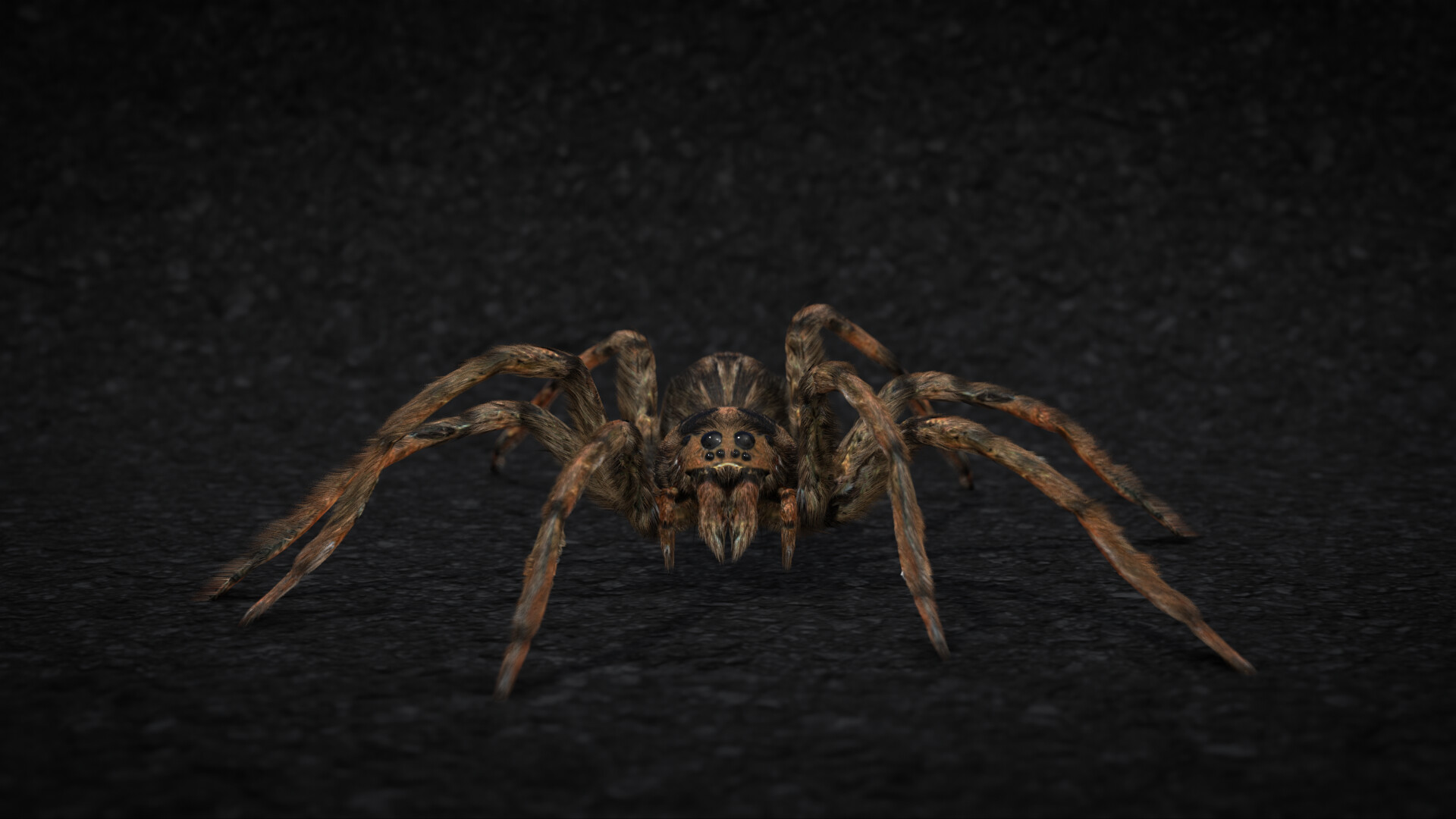 ArtStation - Wolf Spider