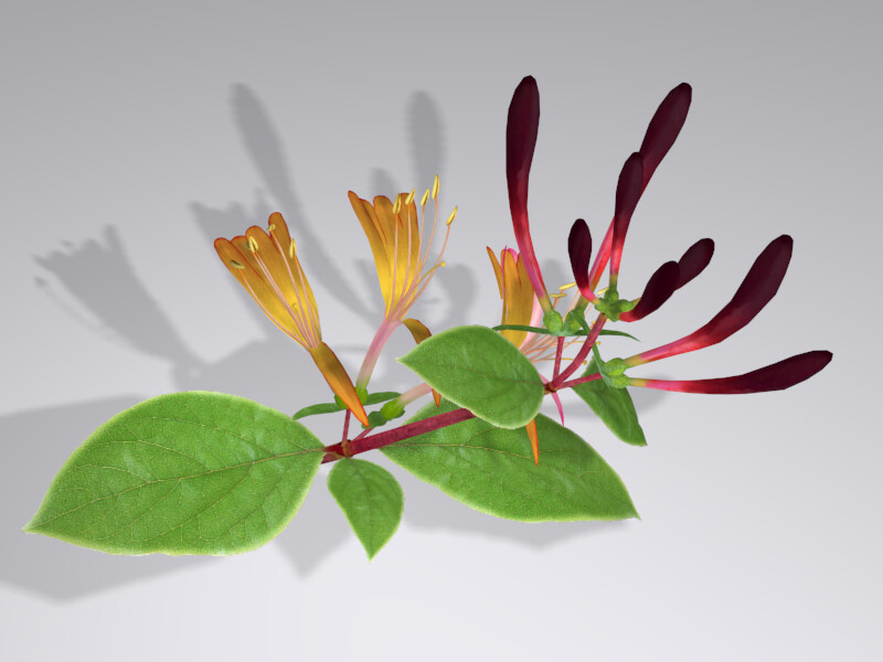 pete burrows - Organic artwork. Plants