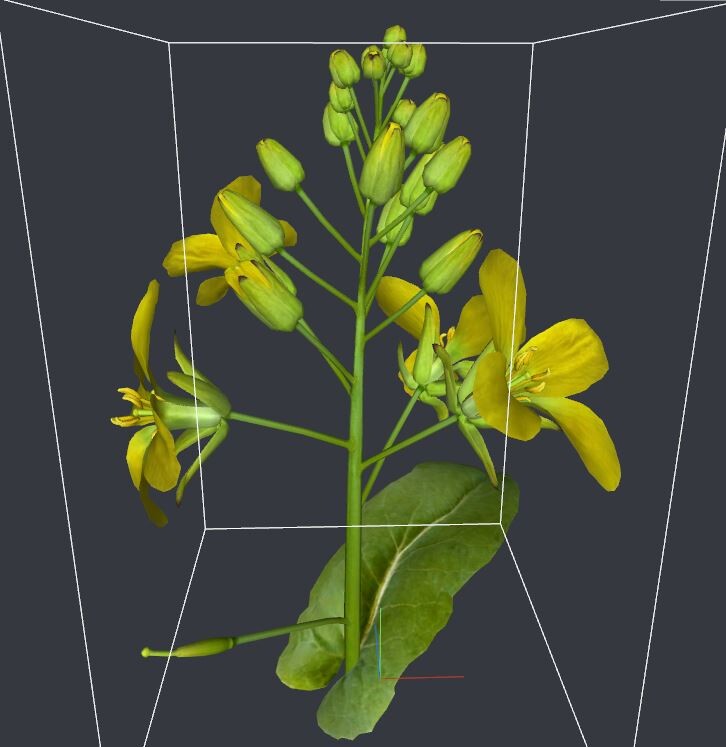 pete burrows - Organic artwork. Plants