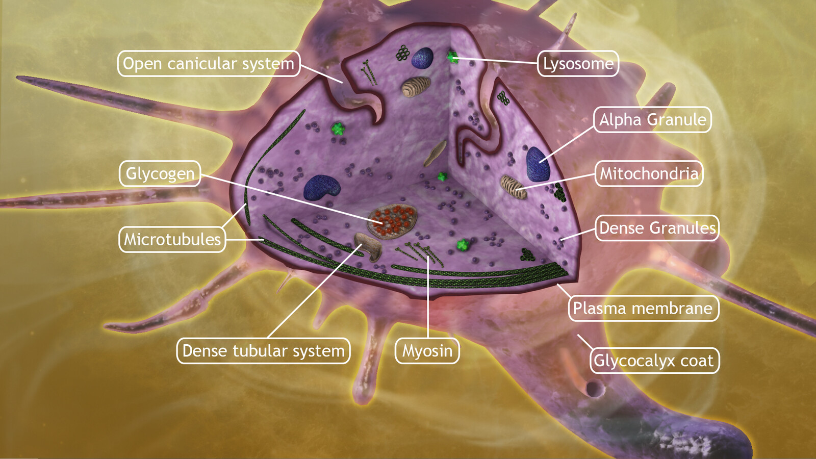 pete burrows - Organic artwork for education