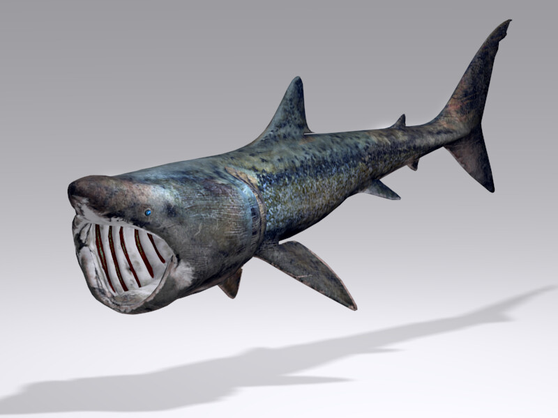 pete burrows - VR Basking Shark