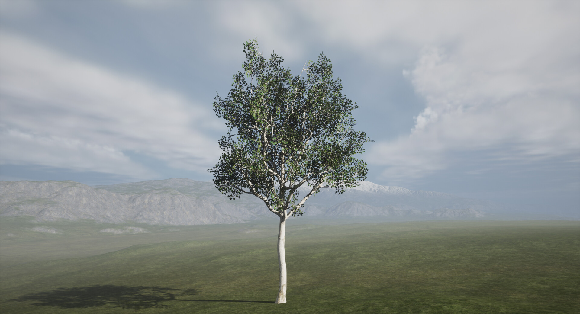 ArtStation - Silver Birch Tree