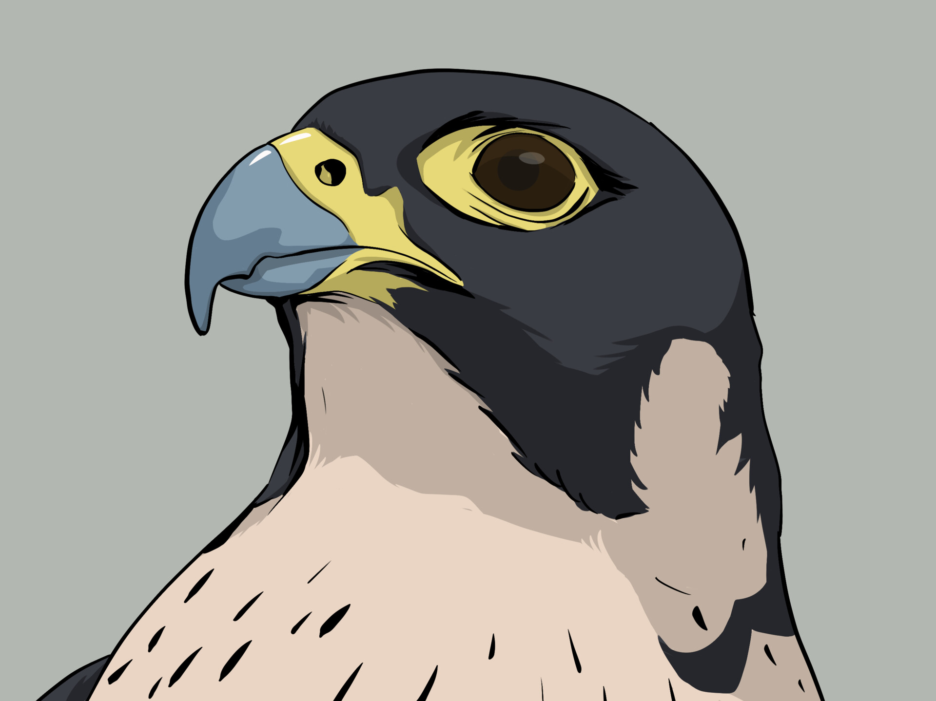 Cartoon Peregrine Falcon