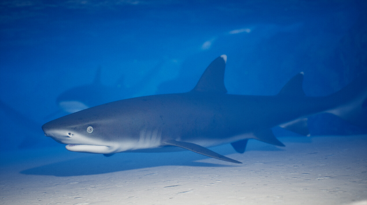 Jun - Whitetip reef shark