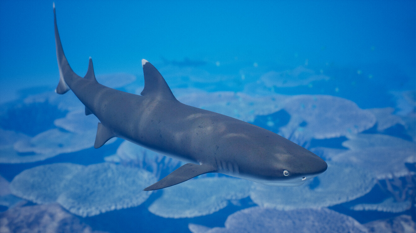 Jun - Whitetip reef shark