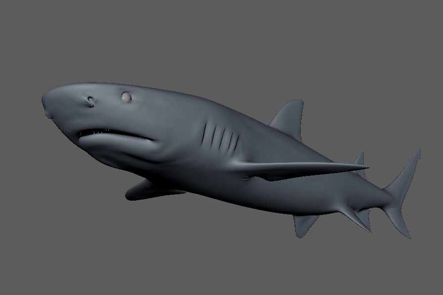 Jun - Whitetip reef shark