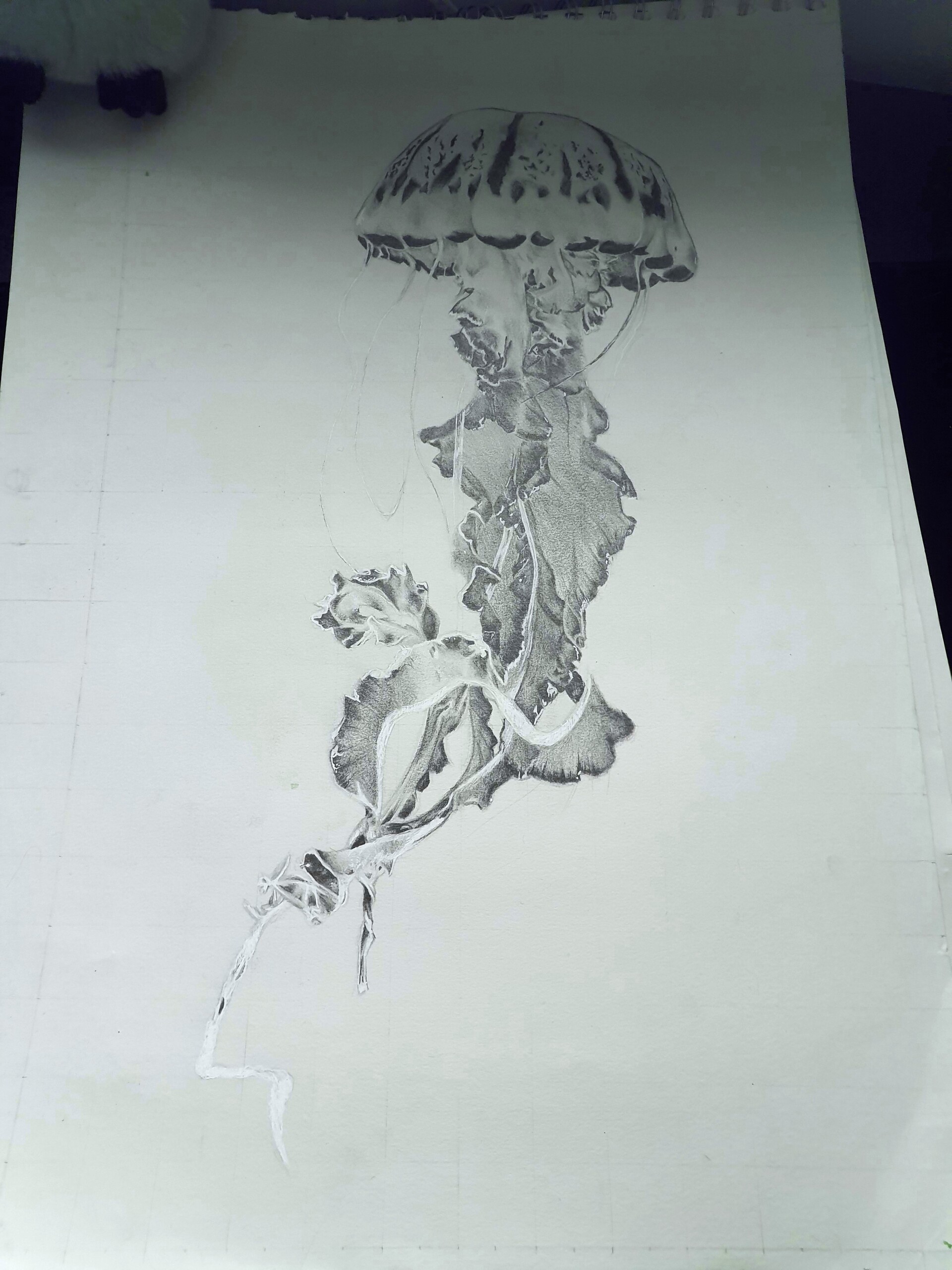 ArtStation - Traditional Jellyfish artwork