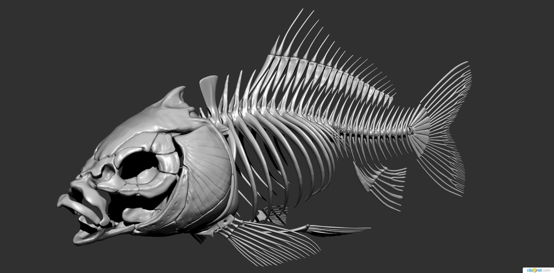 Sergey Egelsky - Carp Fish Anatomy