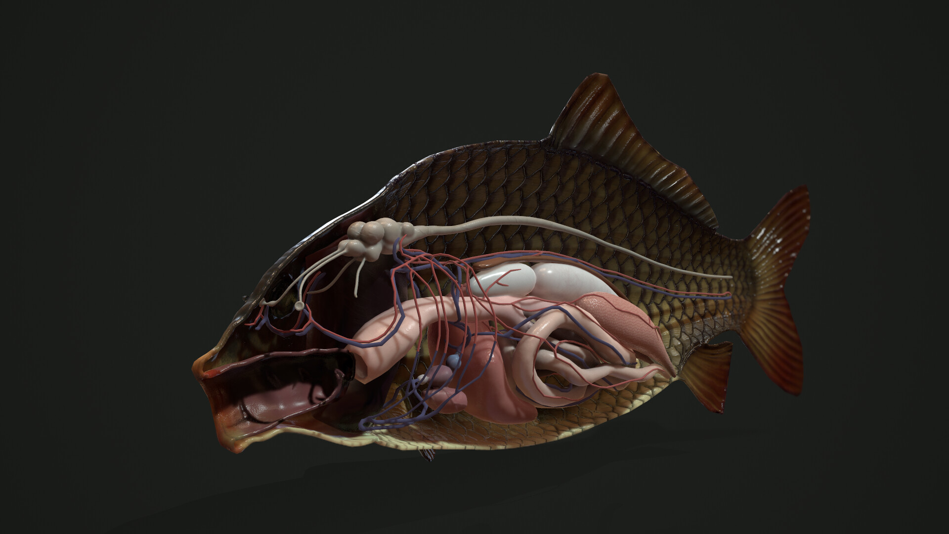 Sergey Egelsky - Carp Fish Anatomy