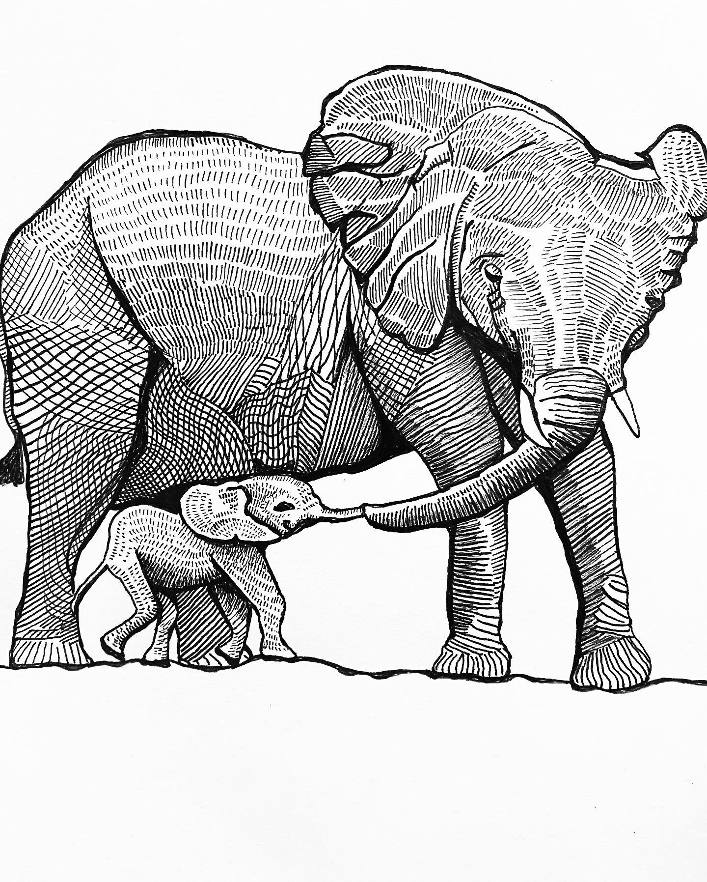 Ink Drawings Of Animals