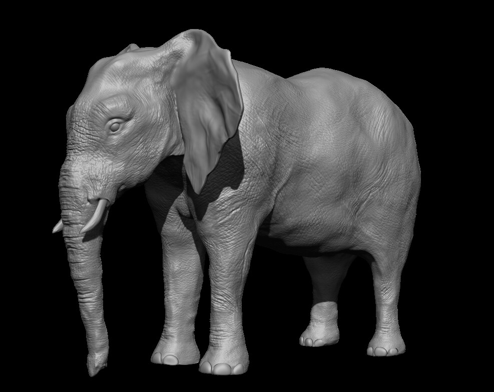 ArtStation - Elephant Study