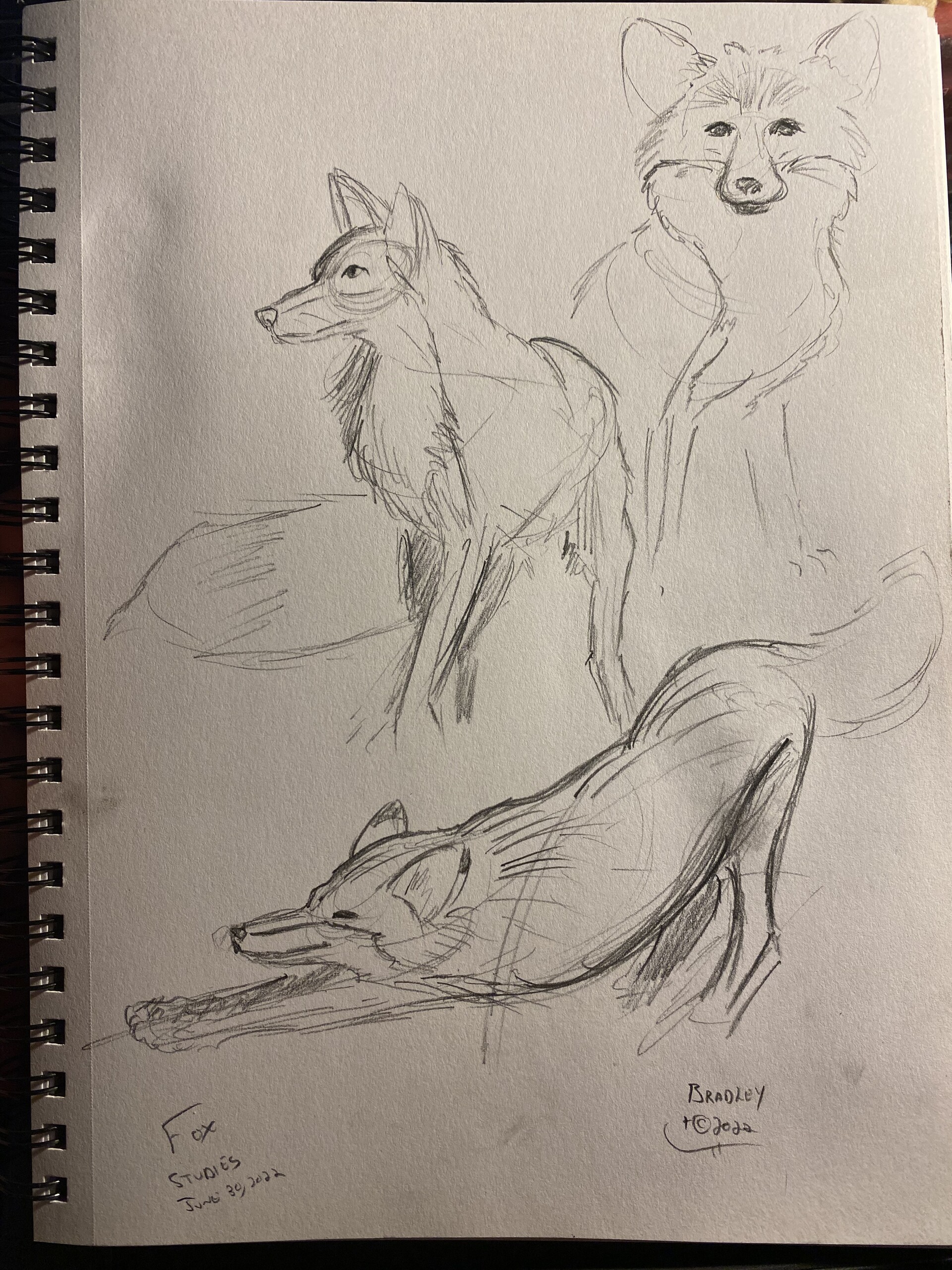 ArtStation - Fox Studies 06-30-2022