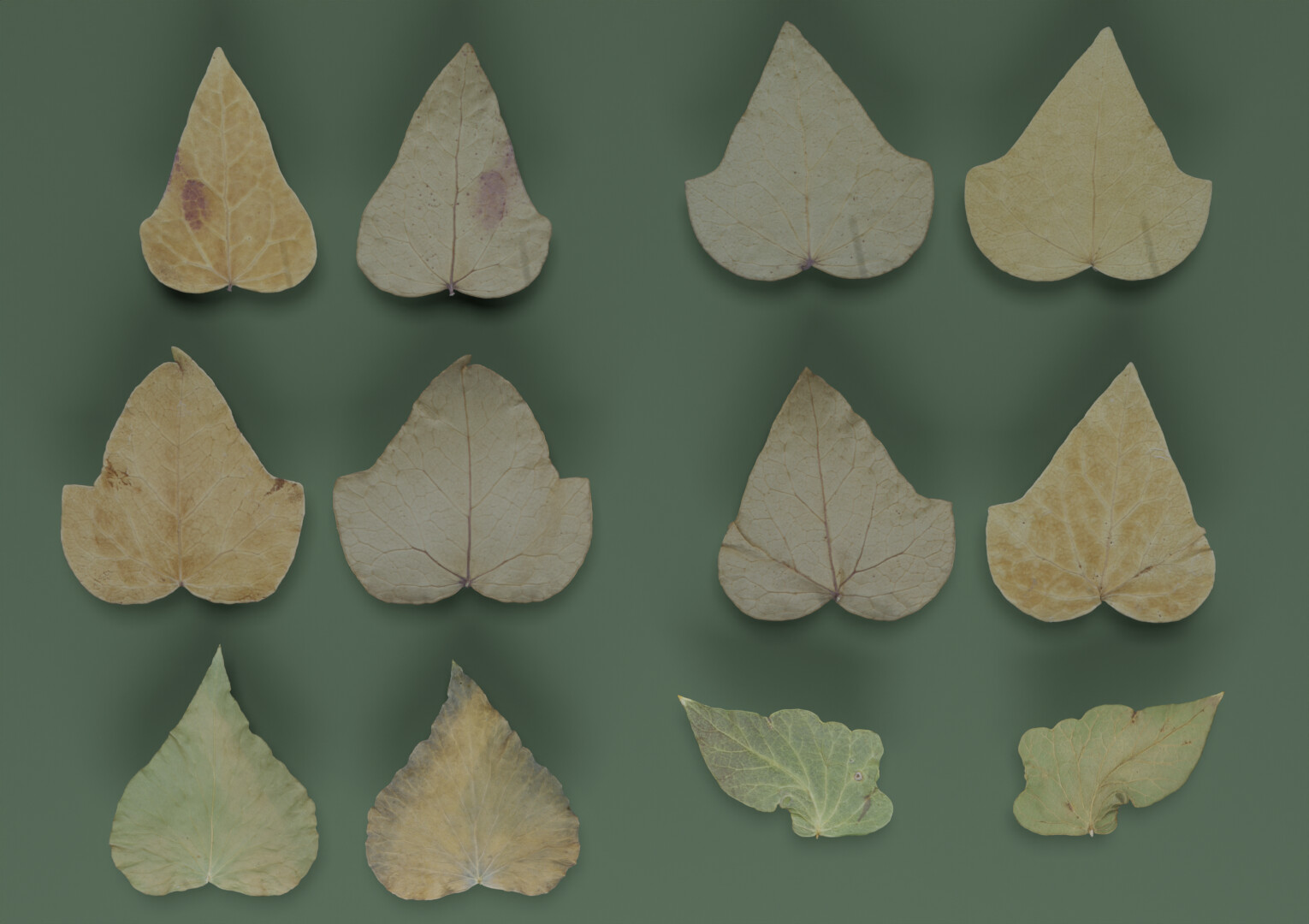 ArtStation - Dry Ivy Leaves