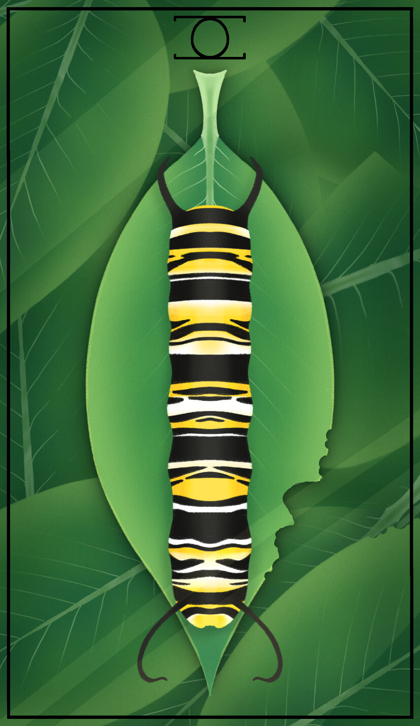 ArtStation - Insect & Arachnid Major Arcana Tarot Deck Design