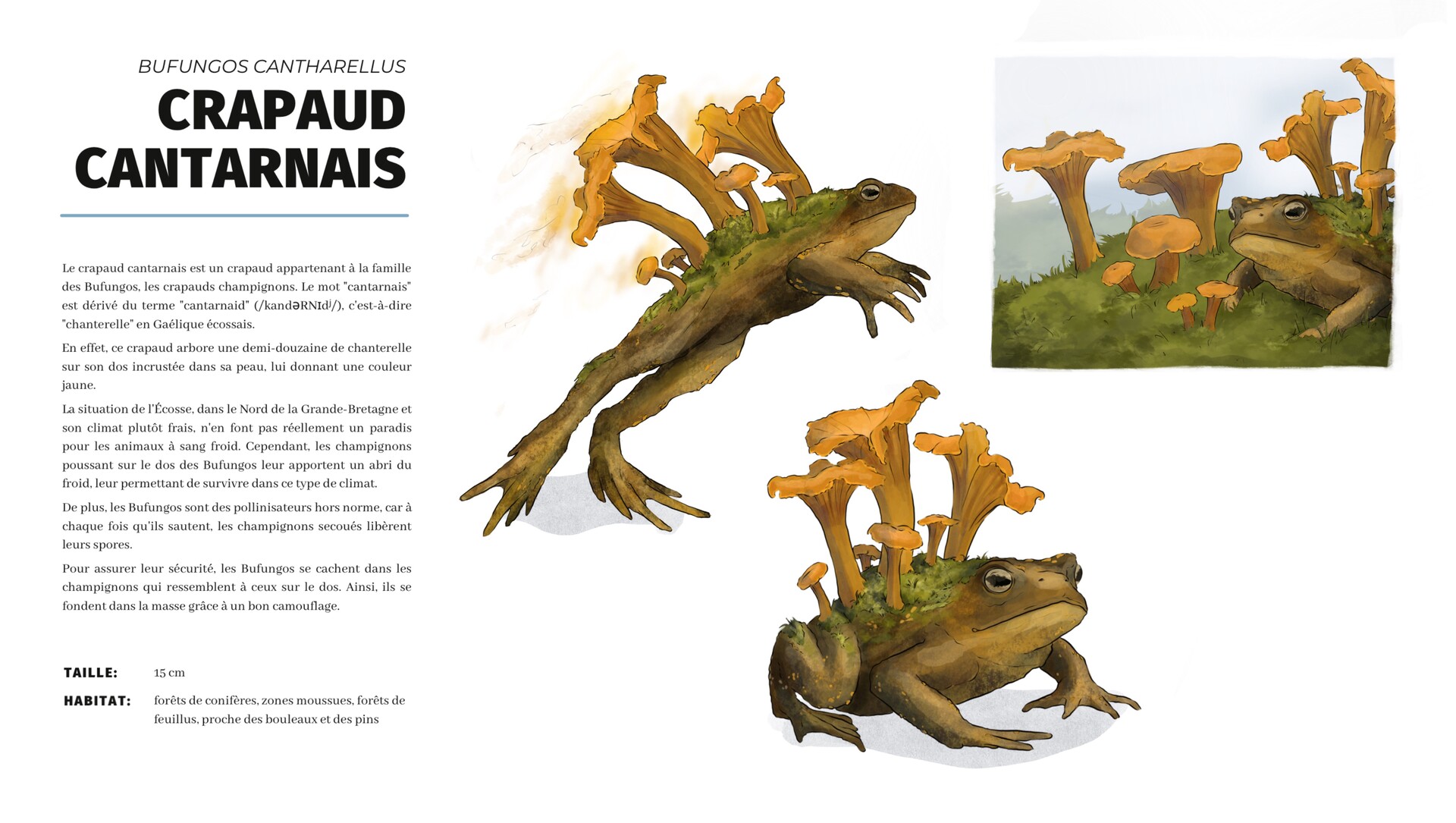 Frog Habitat School Project