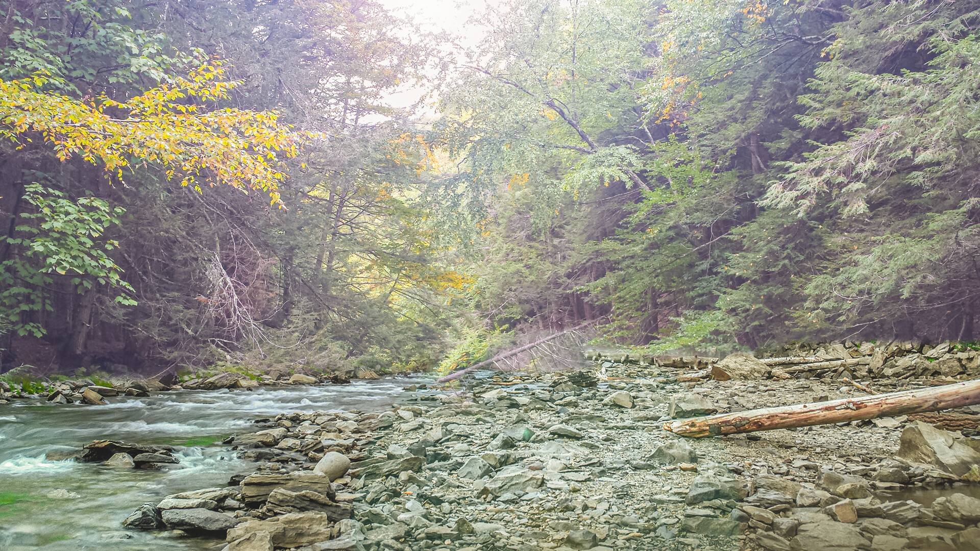 ArtStation - Forest River