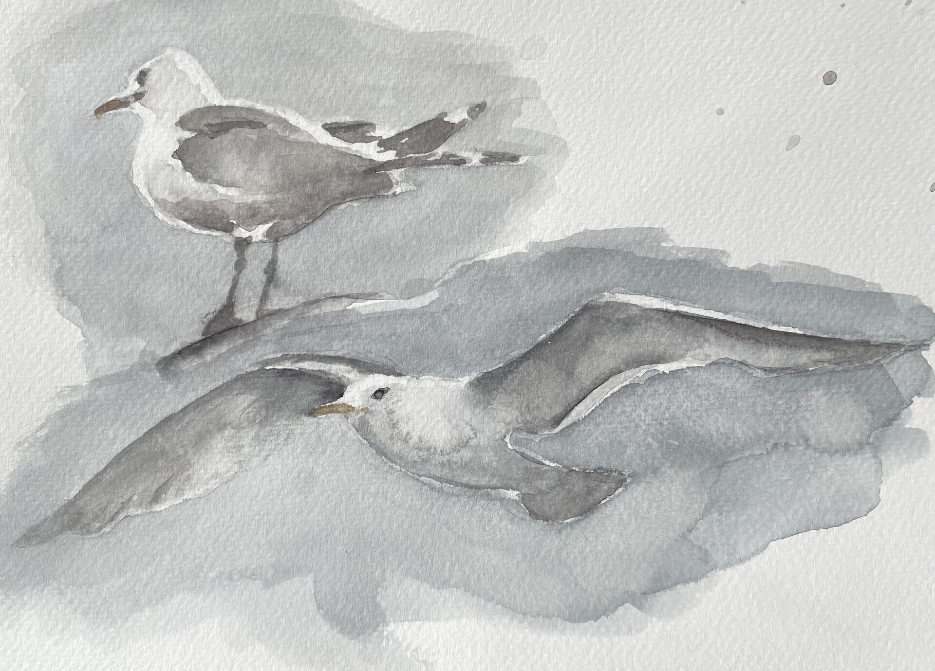 ArtStation - Seagulls watercolor study
