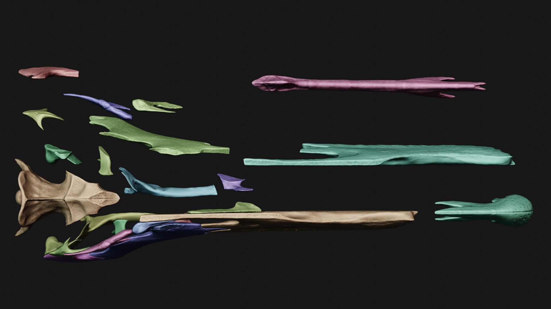 Oakyere - Baryonyx Skull