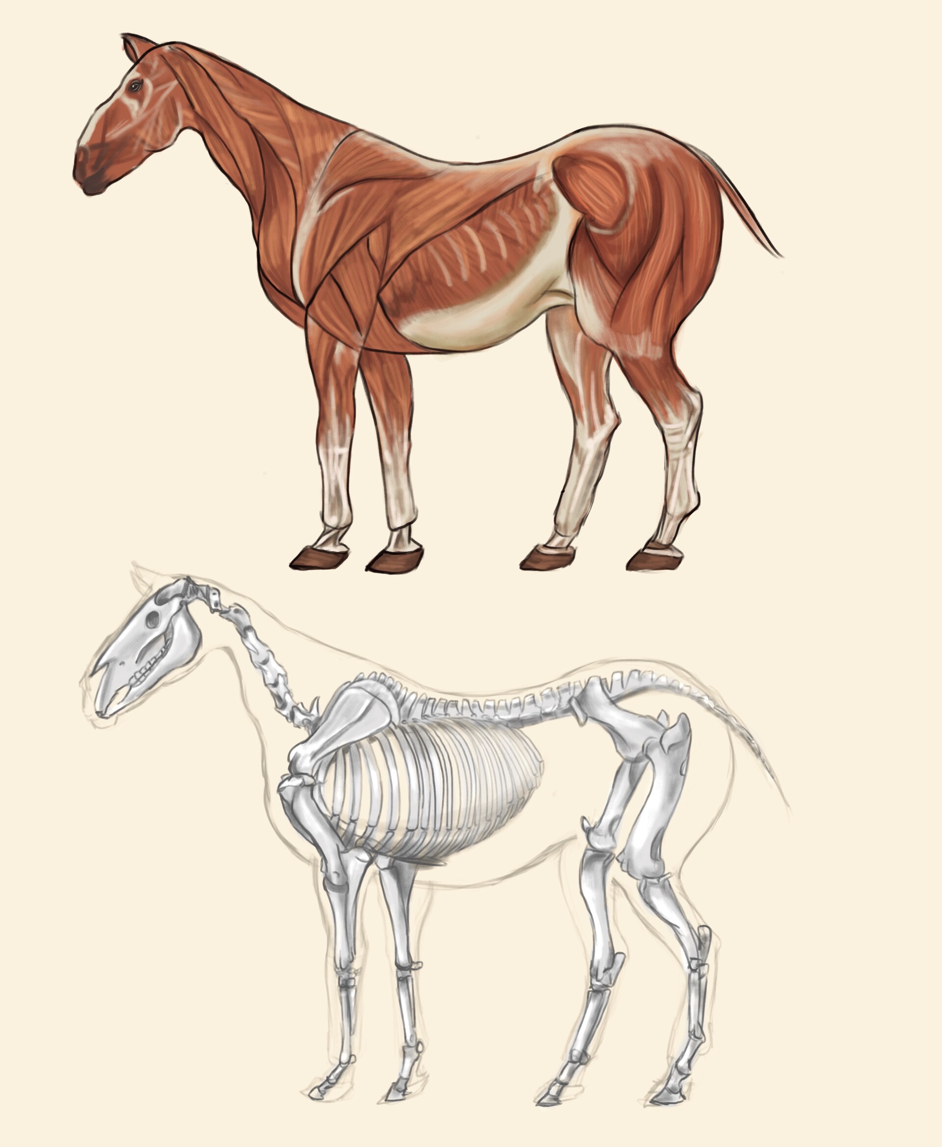 ArtStation - Horse anatomy