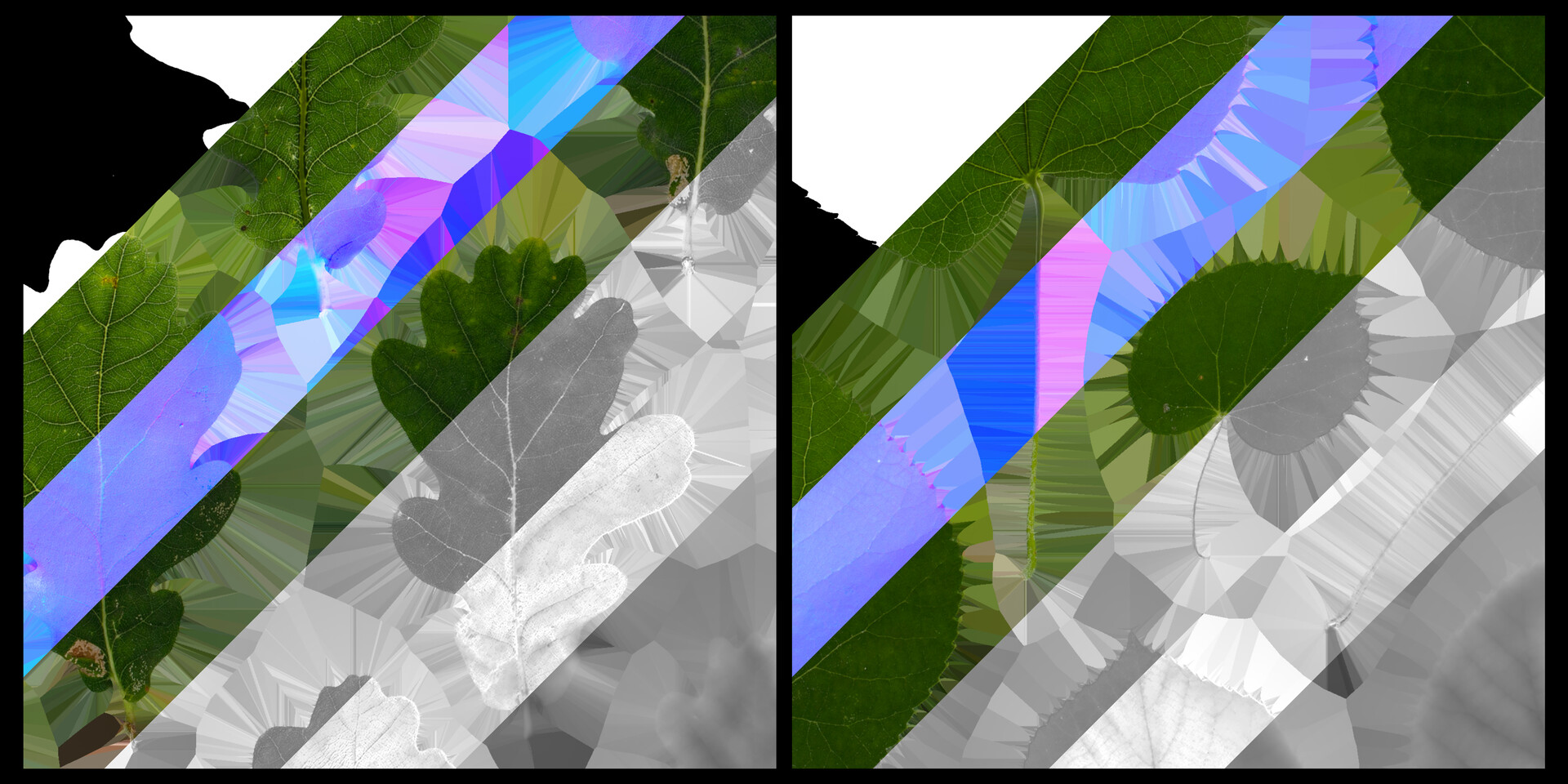 Mike Fong - Tree Leaves - Albedo and Transmission Capture