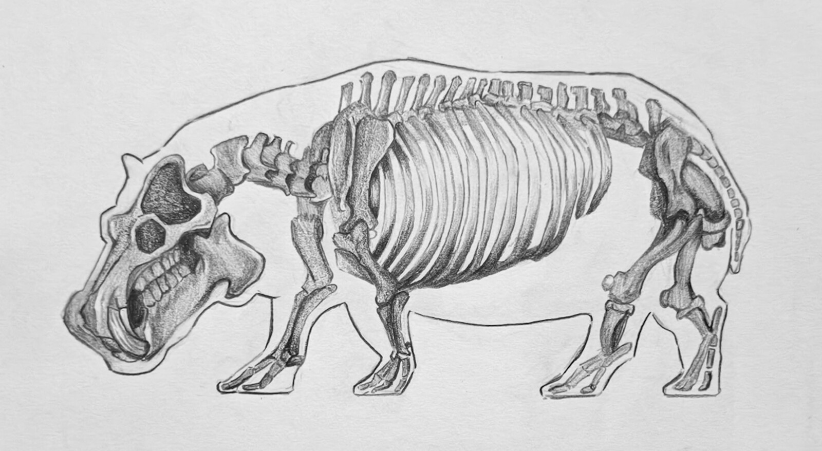 Ho Xin Yan - Muscle and skeleton study of hippopotamus