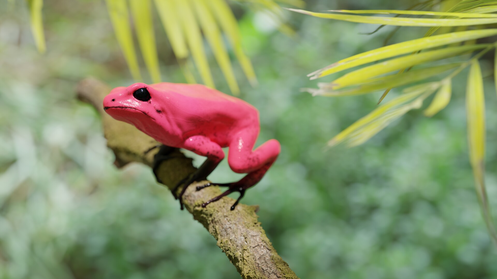 Waveus - 3D ARROW FROG