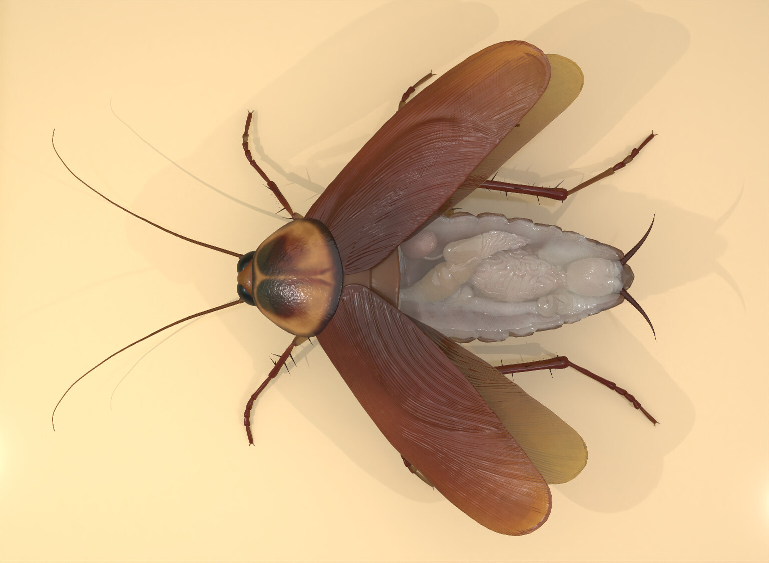 ArtStation - Cockroach anatomy