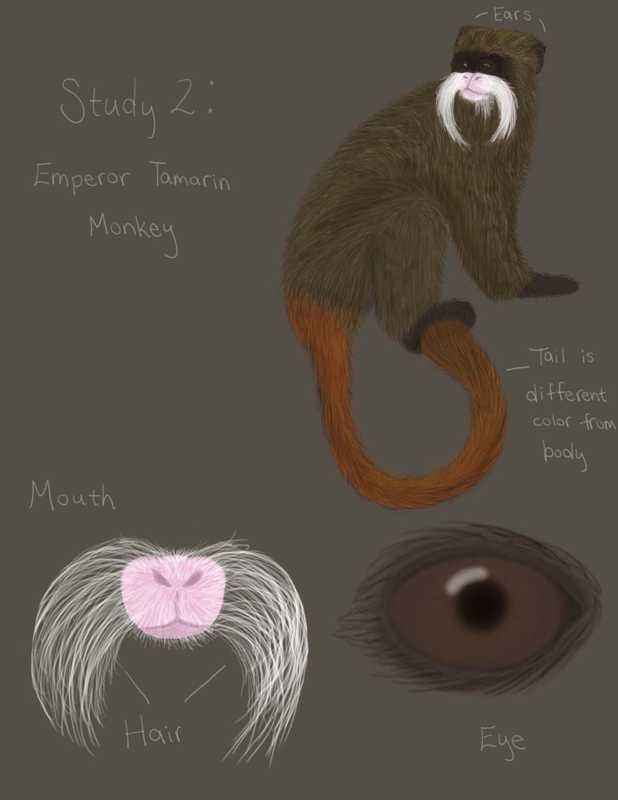 ArtStation - Animal Study: Emperor Tamarin Monkey