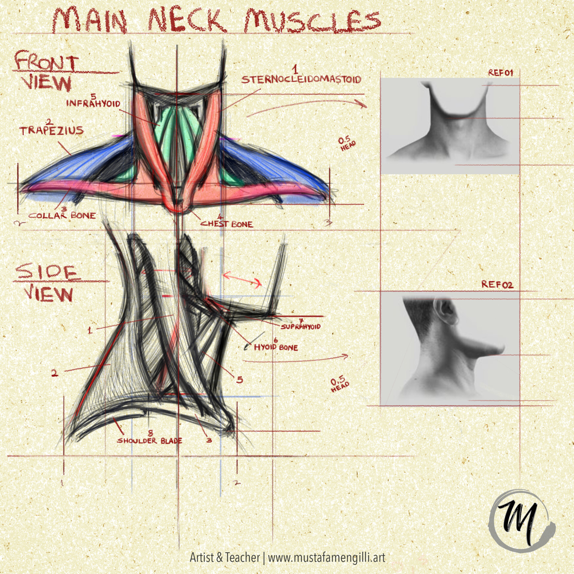 ArtStation - Main Neck Muscles