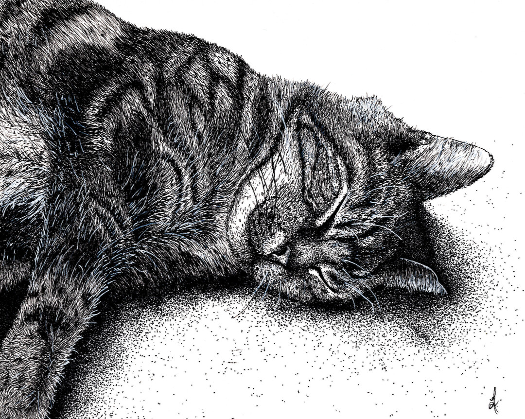 ArtStation - Ink pen cat portrait
