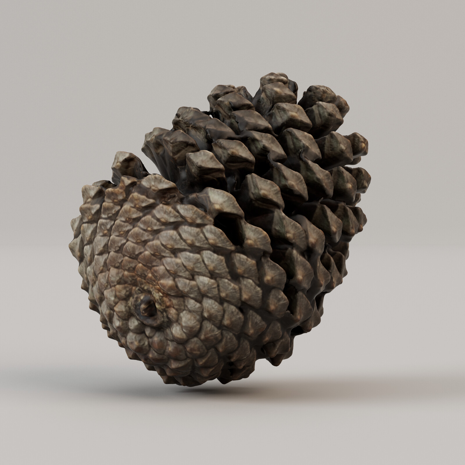 PhotoCanon - Pinecone