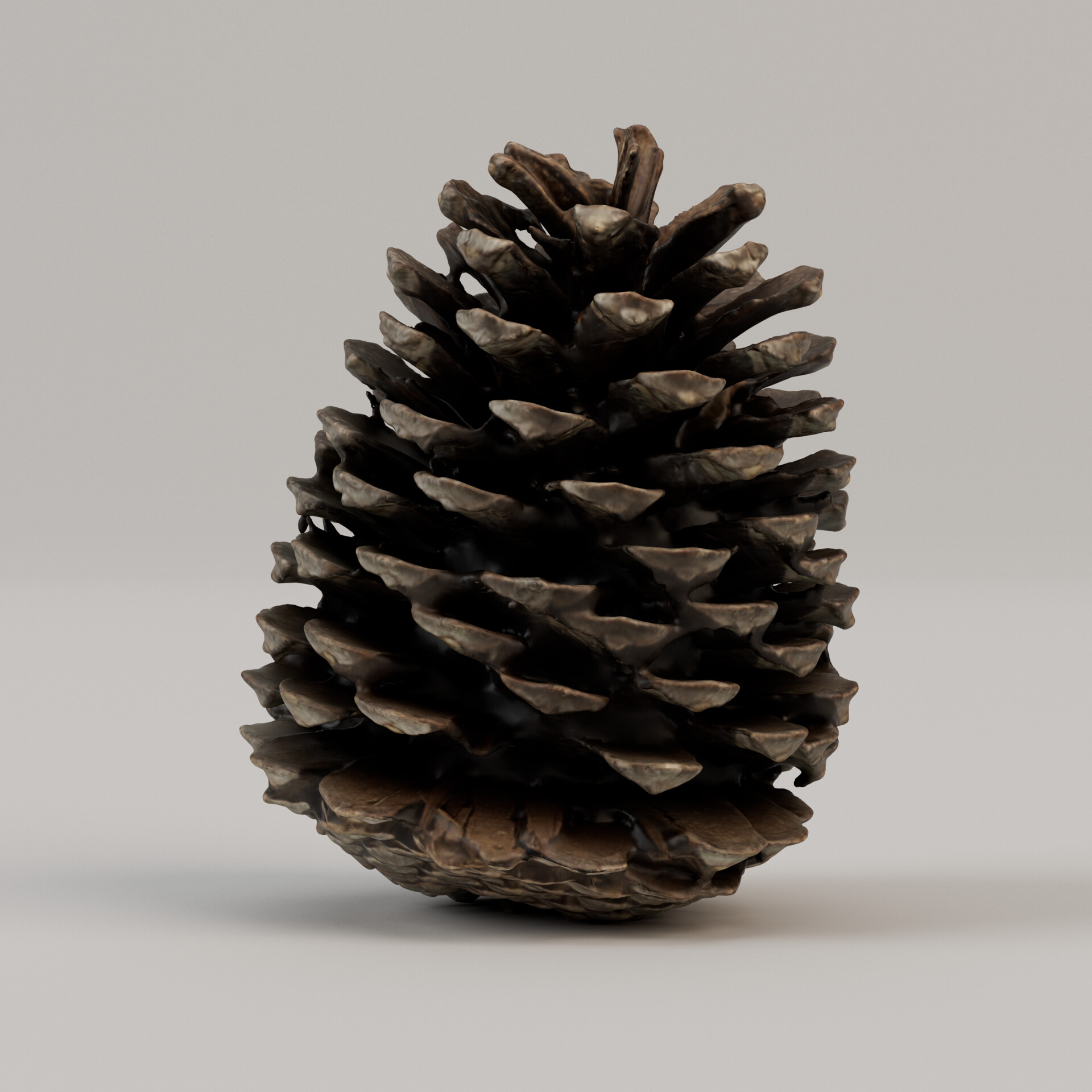 PhotoCanon - Pinecone