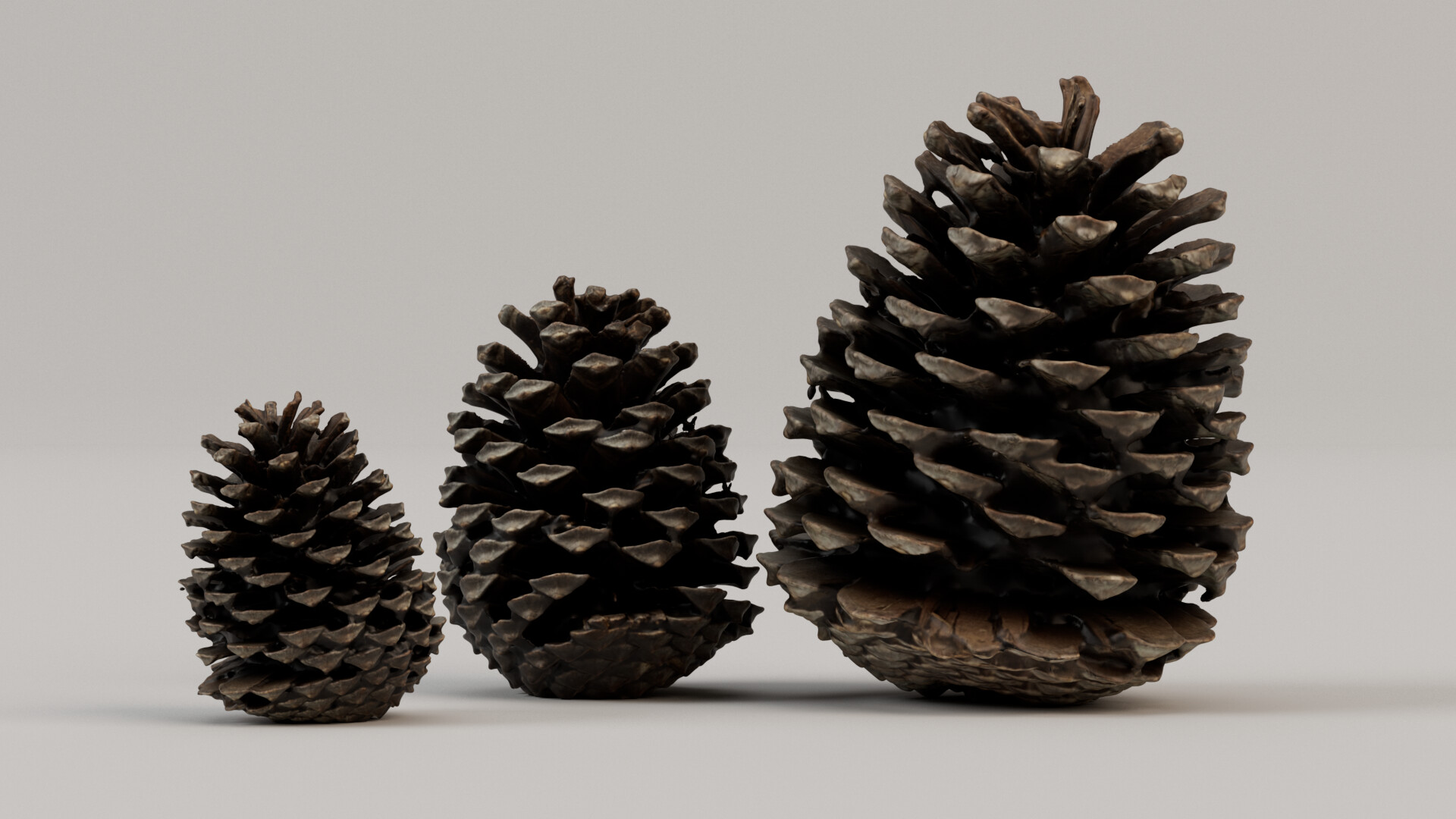 PhotoCanon - Pinecone