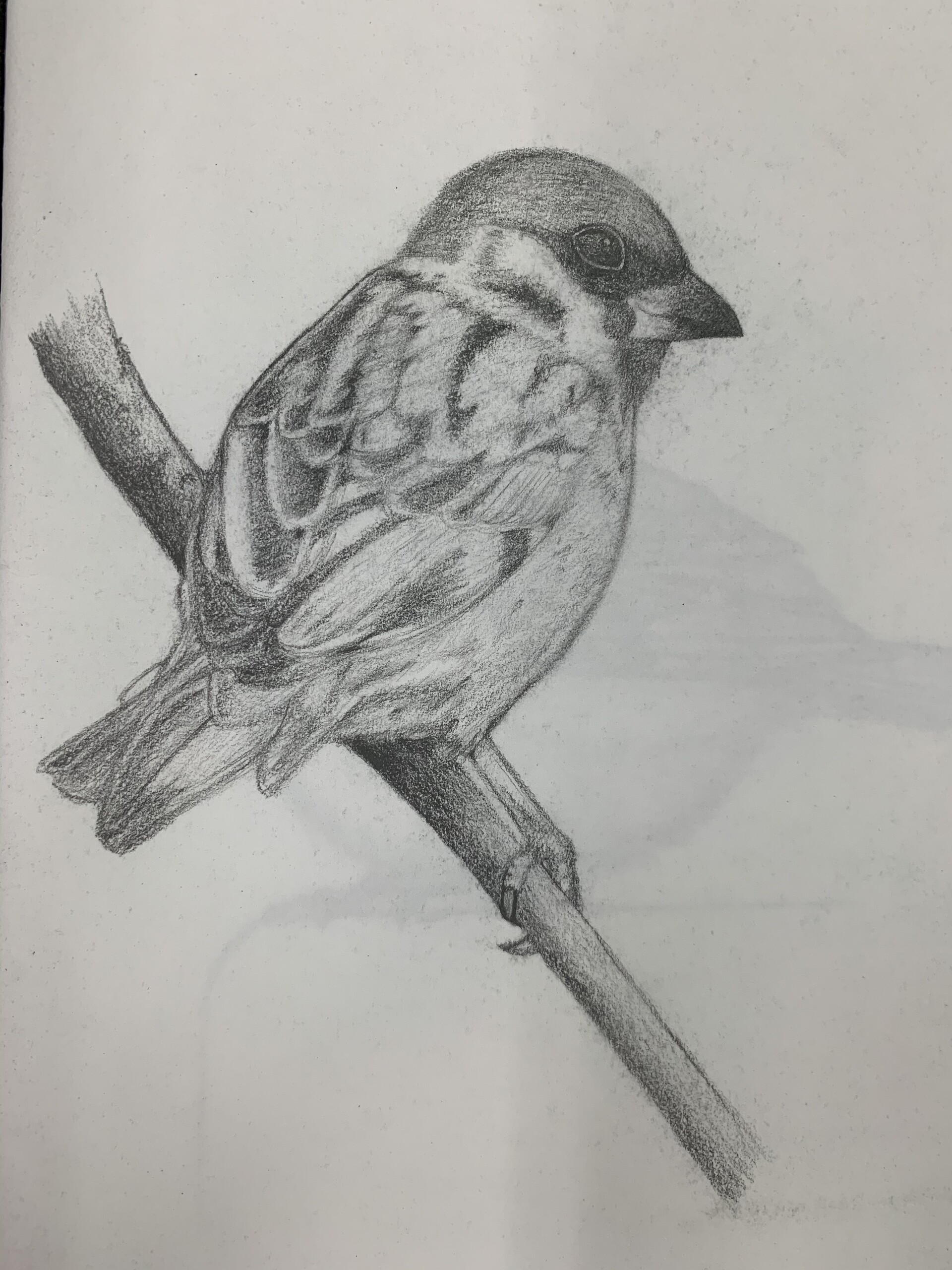 Traditional Sparrow Drawings