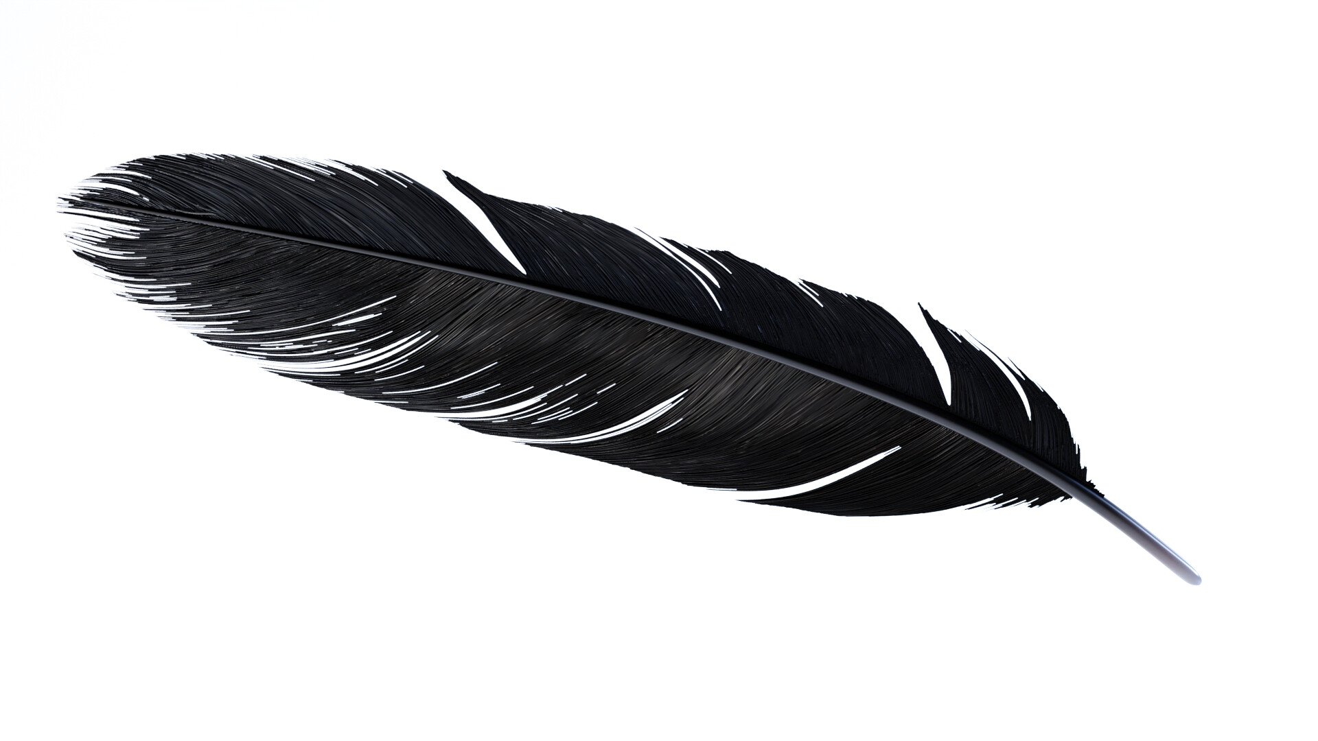 Crow Feathers Wallpaper