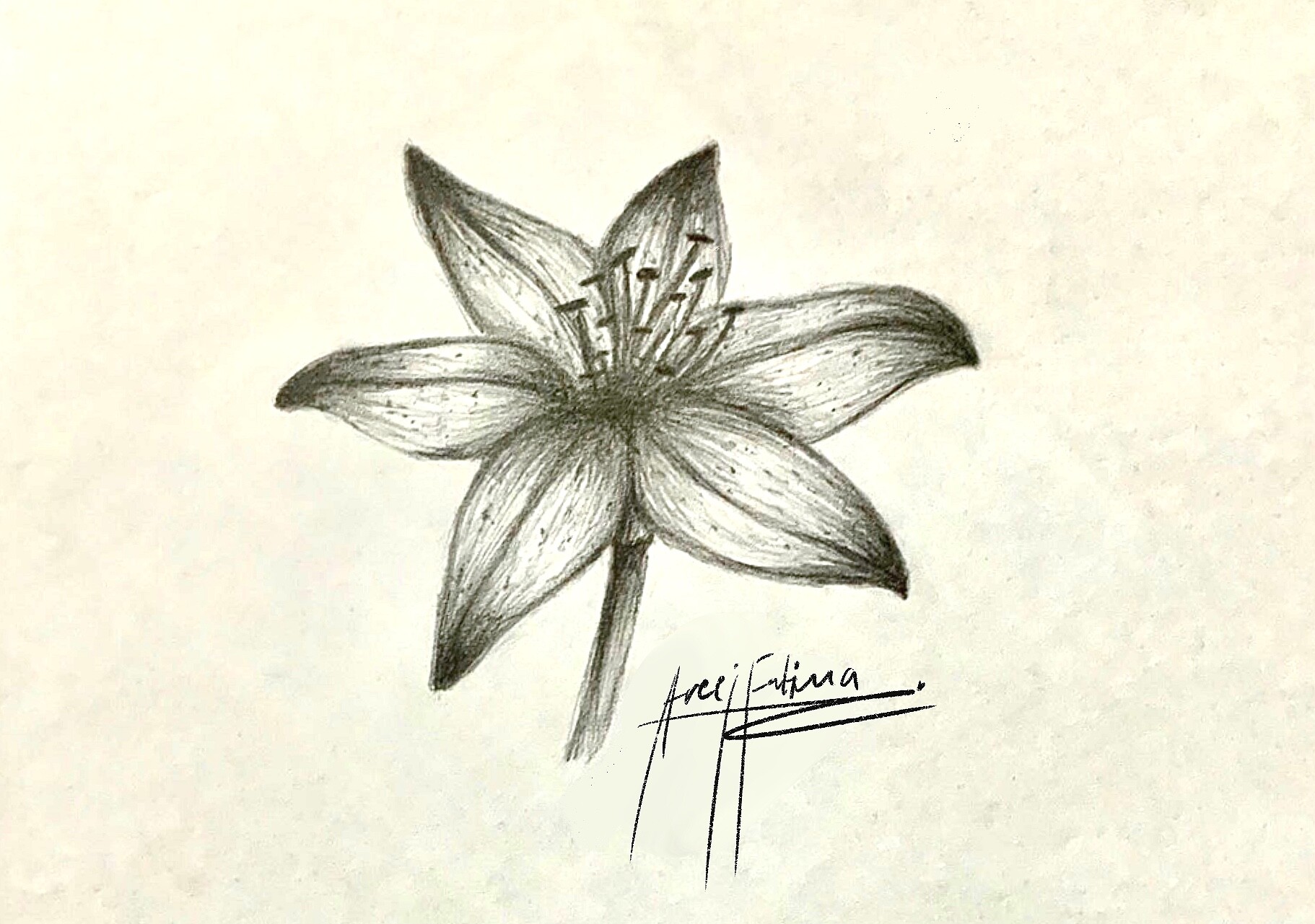 Pencil Drawings Of Tiger Lilies