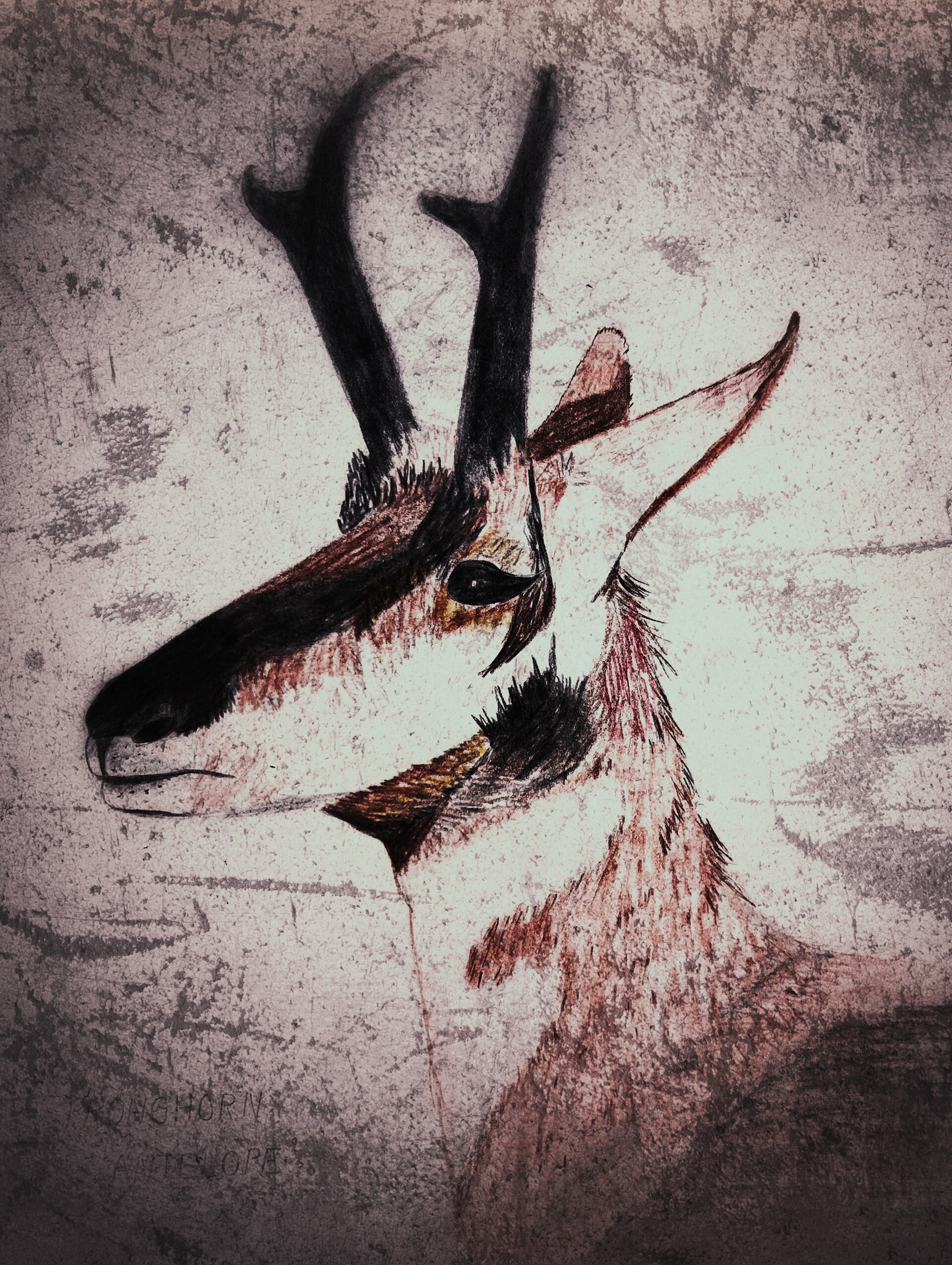 how to draw a pronghorn