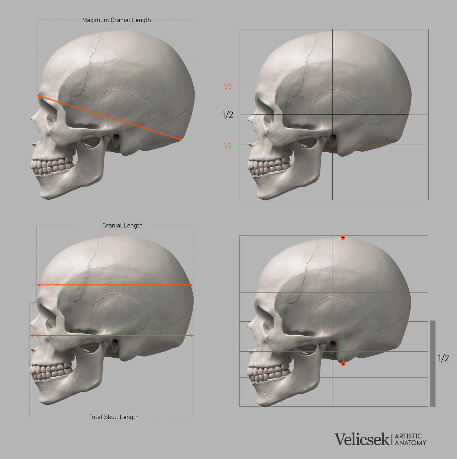 Gusztav Velicsek - Proportions Guide of the Human Skull