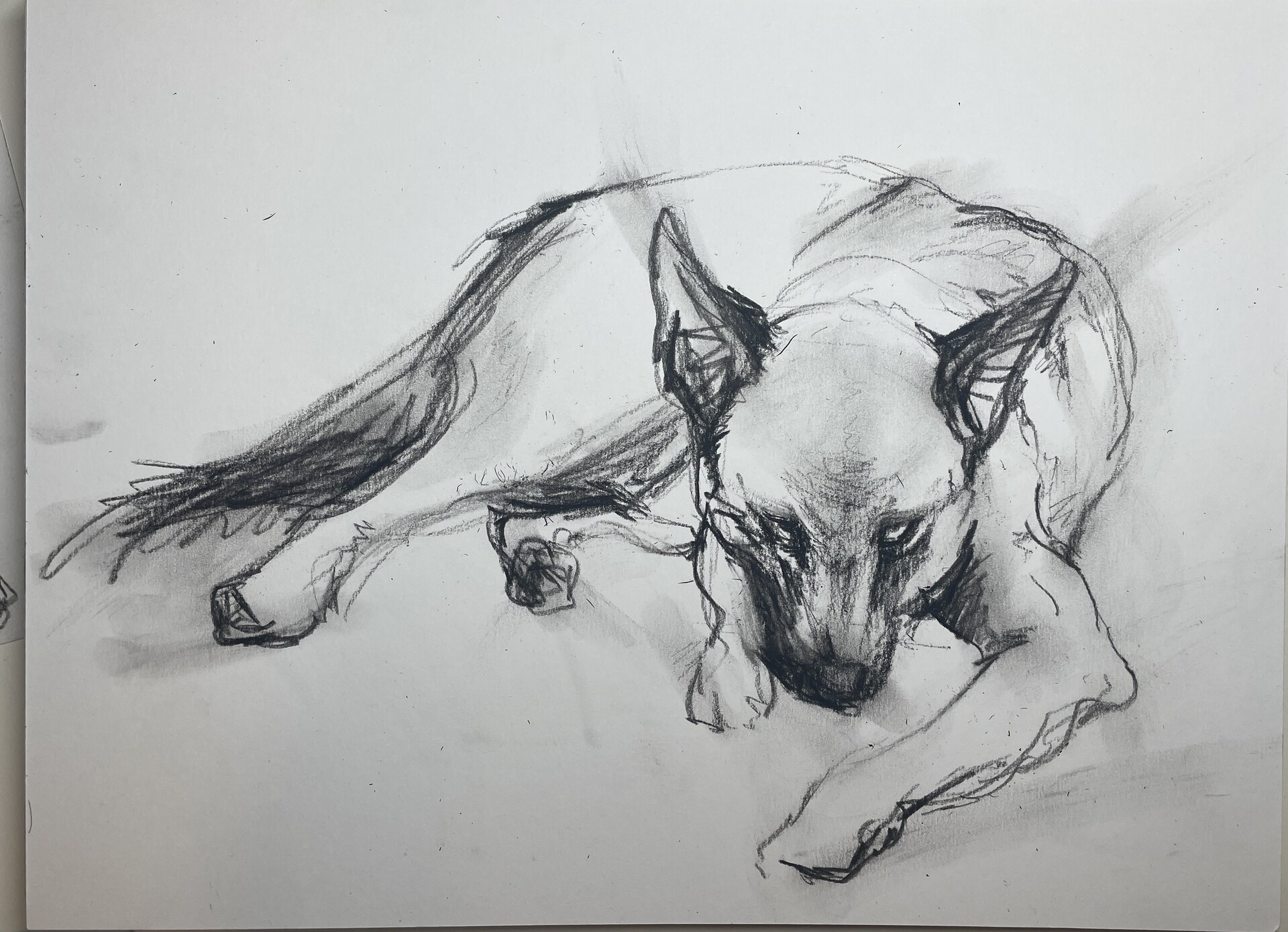 Yuki Xue - Dogs Sketches