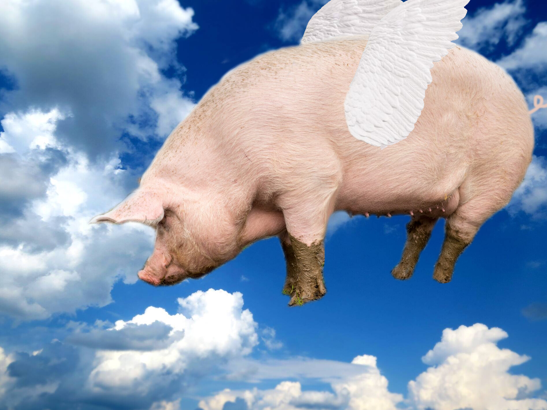 ArtStation - The flying pig